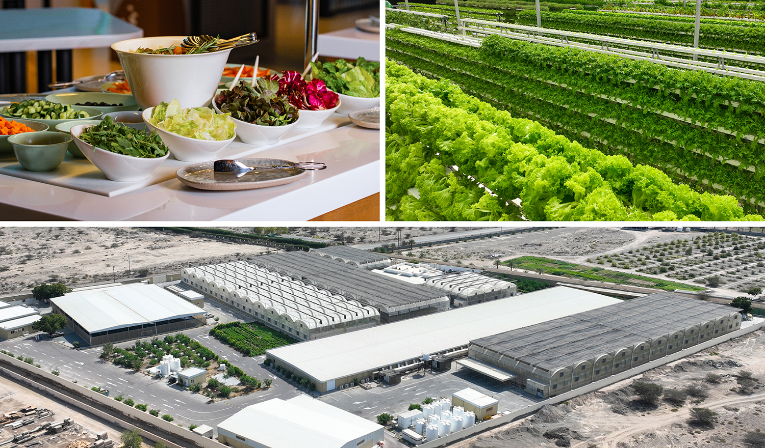 Al Maskaan Village Partners with Trufud to Bolster Oman’s Food Security and Vision 2040 Goals ...